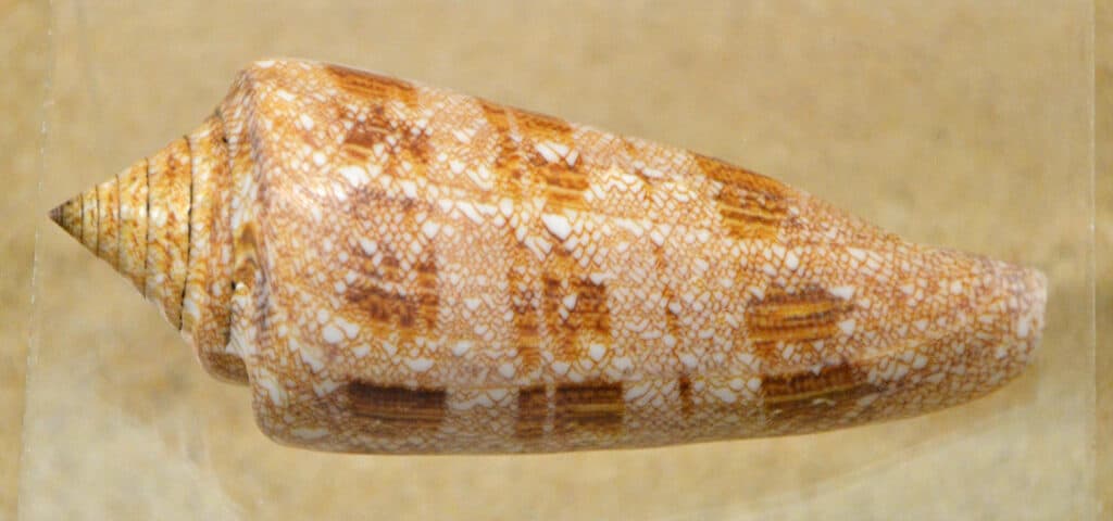Expensive Seashells Found in Australia At The Beach