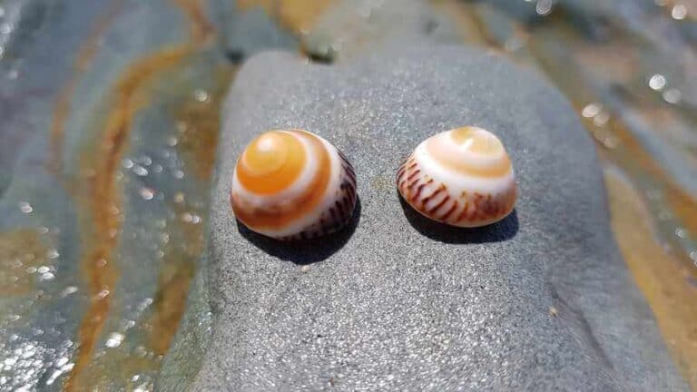 Expensive Seashells Found in Australia At The Beach