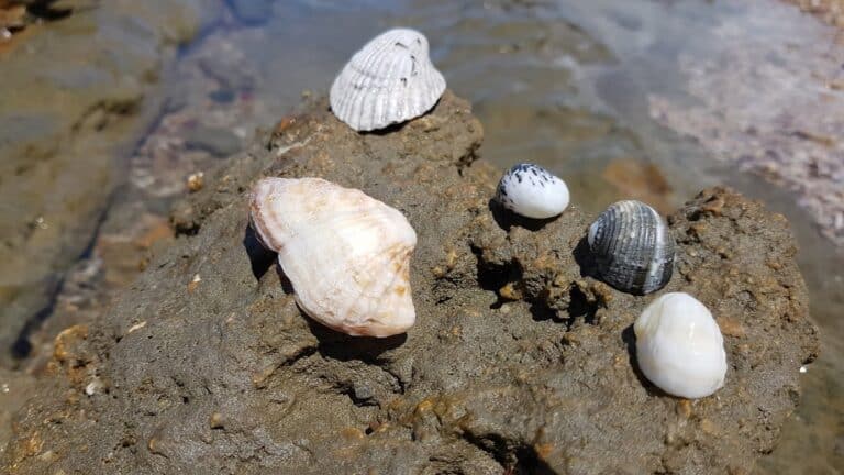 What are examples of gastropods? Giant Clams (With photos)