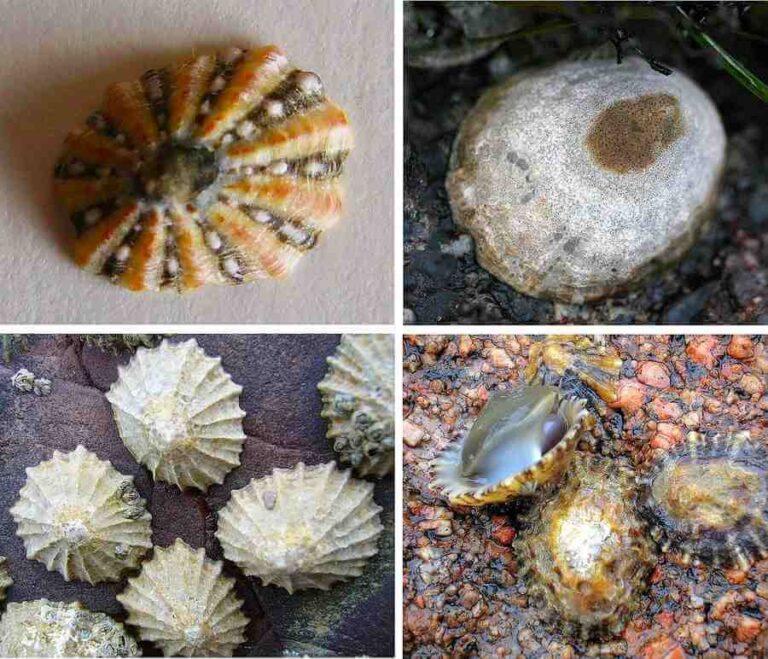 Shells That Stick To Rocks What Are They