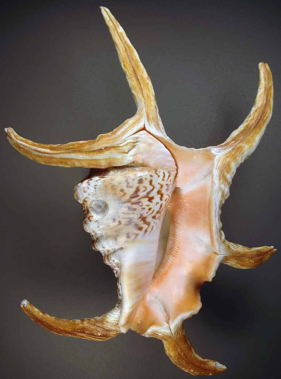 How Old Are Seashells At The Beach?