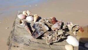 Do You know How Seashells Are Made?