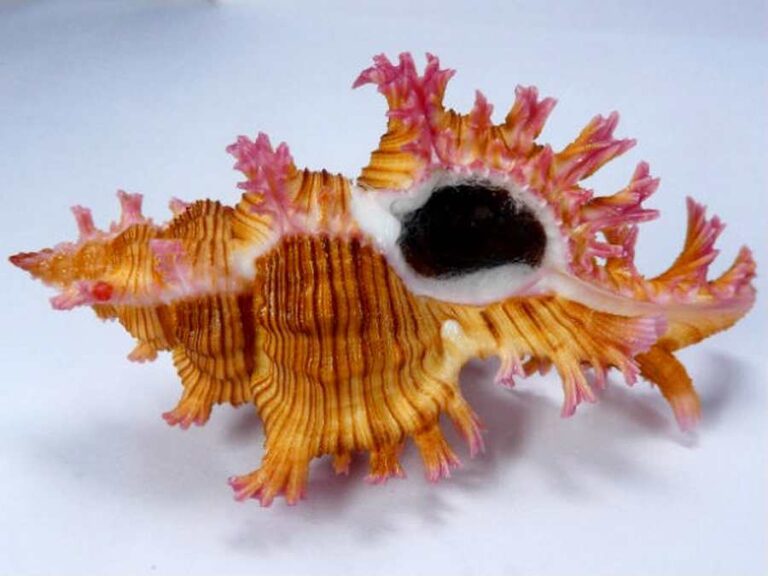 Do You know How Seashells Are Made?