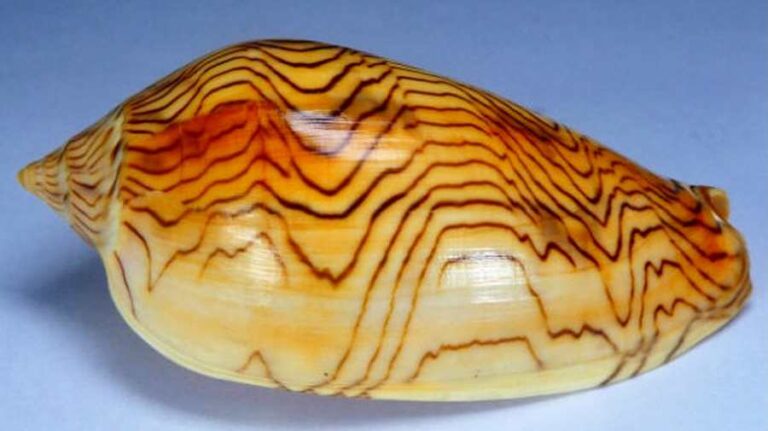 Do You know How Seashells Are Made?