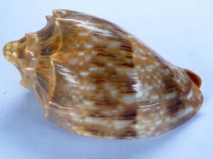 Do You know How Seashells Are Made?