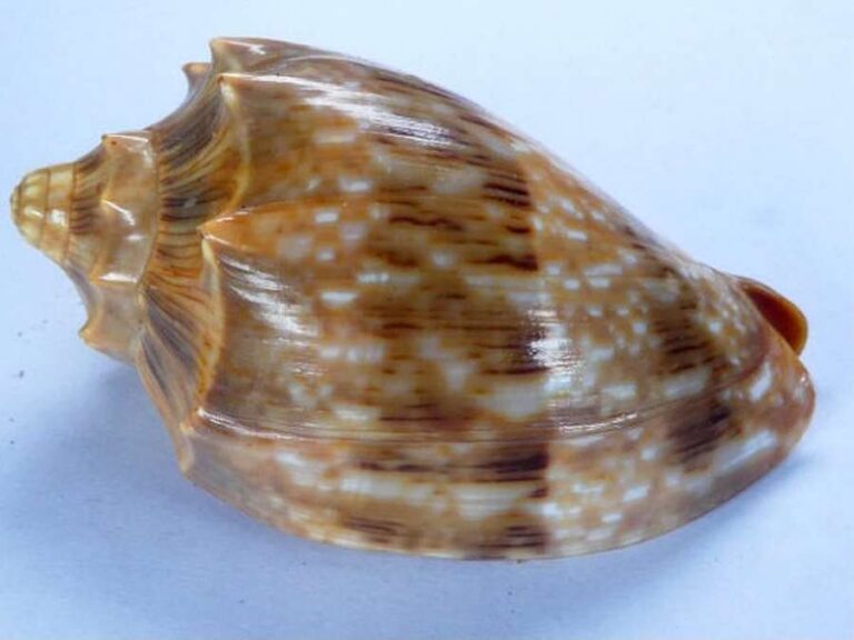 Do You know How Seashells Are Made?