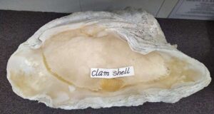 Do You know How Seashells Are Made?